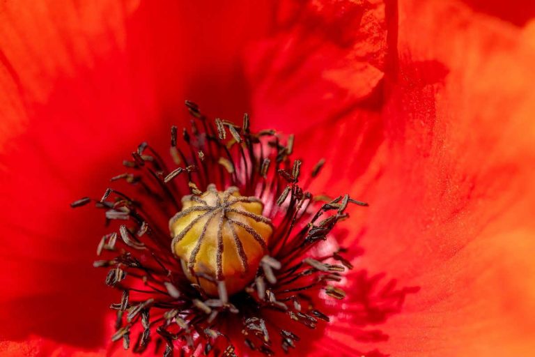 Poppy Flower Meaning and Symbolism: Remembrance and Beyond ...