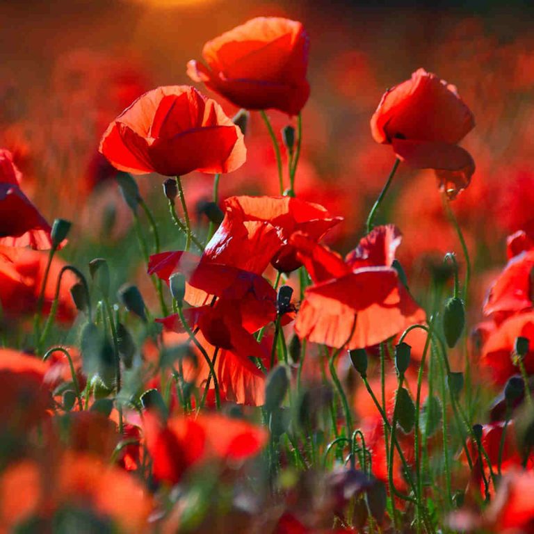 Poppy Flower Meaning and Symbolism: Remembrance and Beyond ...