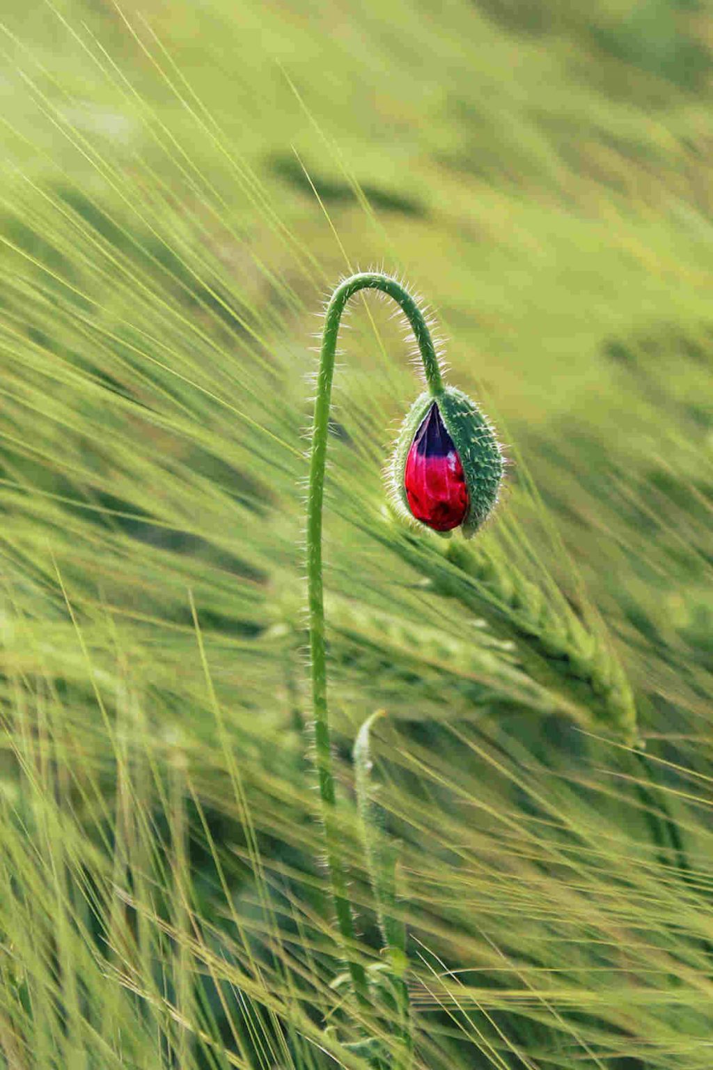 Poppy Flower Meaning and Symbolism: Remembrance and Beyond ...