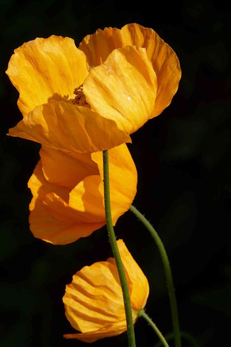 Poppy Flower Meaning and Symbolism: Remembrance and Beyond ...