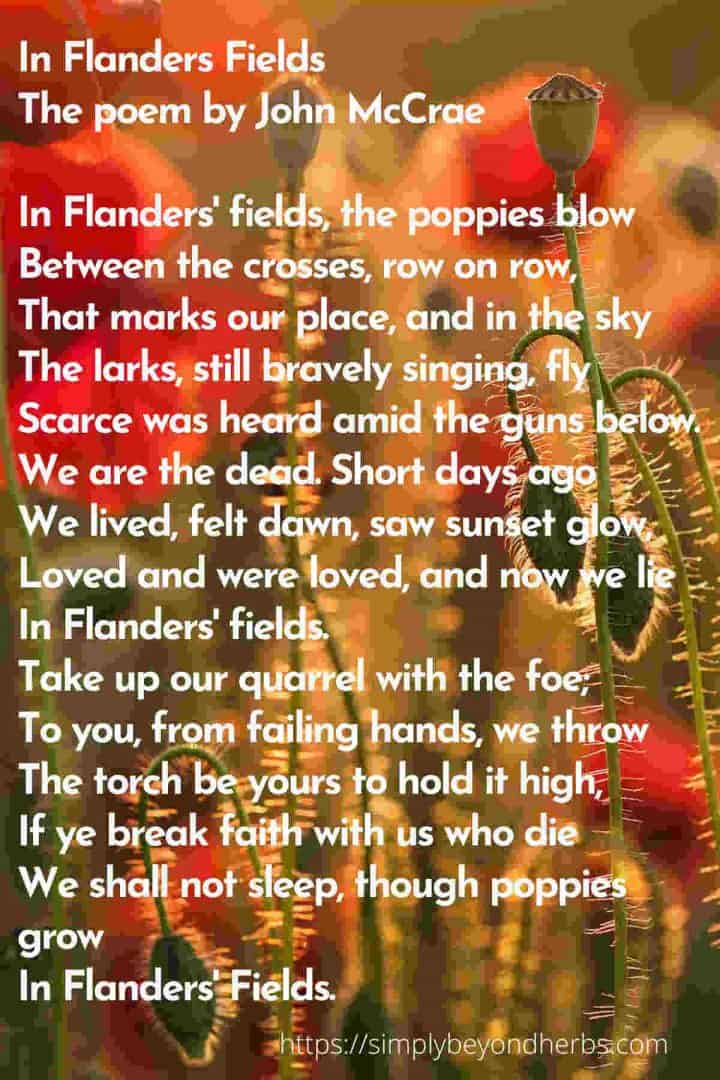 Poppy Flower Meaning and Symbolism: Remembrance and Beyond ...