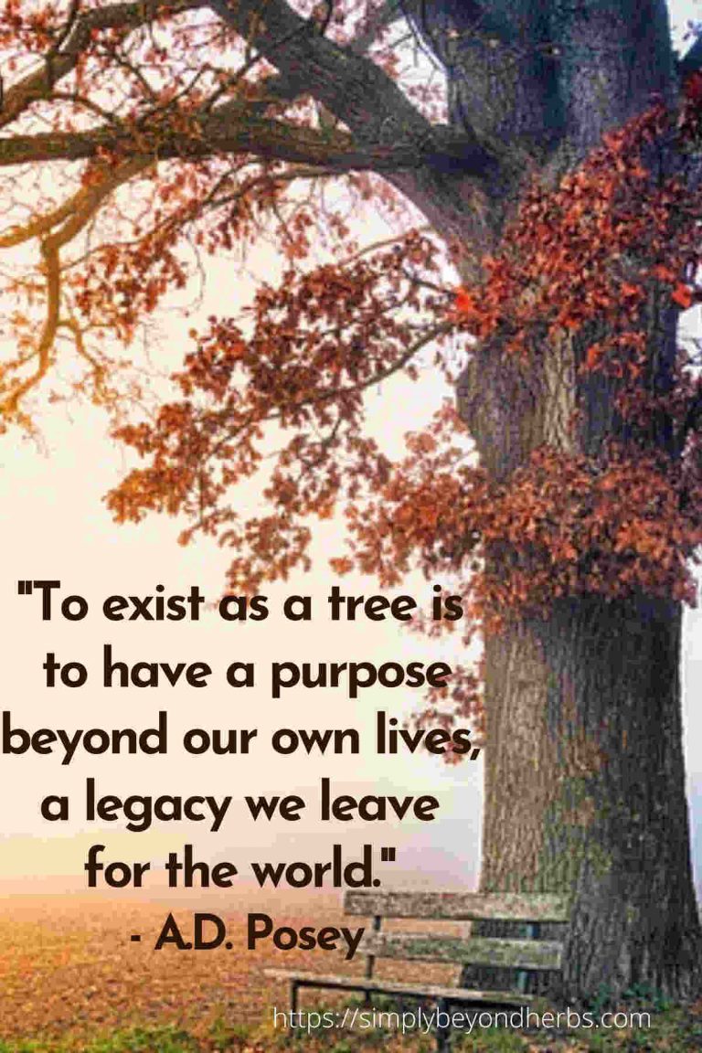 Over 400 Perfect Tree Captions for Instagram - SimplyBeyondHerbs