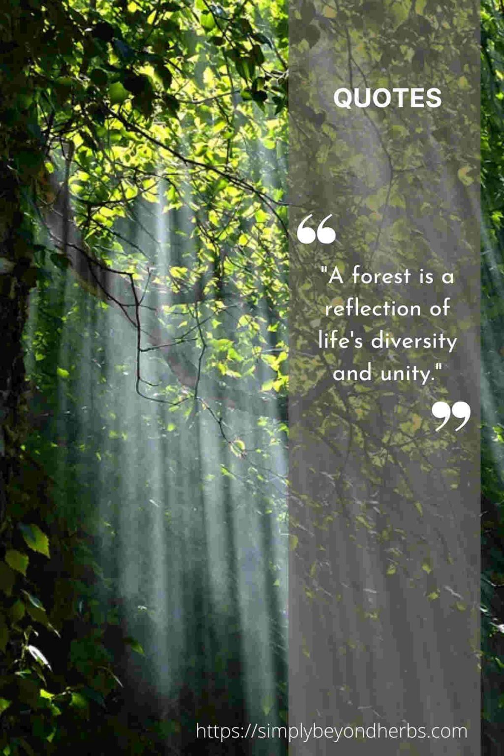 Over 400 Perfect Tree Captions for Instagram - SimplyBeyondHerbs