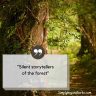 Over 400 Perfect Tree Captions for Instagram - SimplyBeyondHerbs