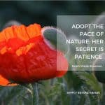 Over 400 Perfect Tree Captions for Instagram - SimplyBeyondHerbs