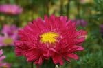 Unlocking the Secrets of Aster Flower Meaning and Symbolism ...