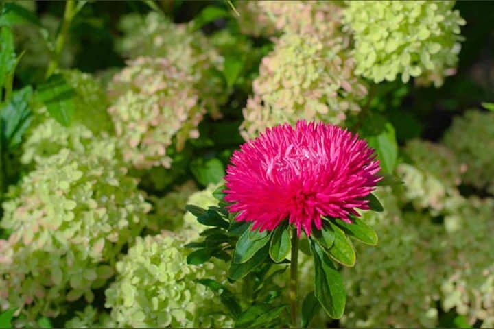 Unlocking the Secrets of Aster Flower Meaning and Symbolism ...