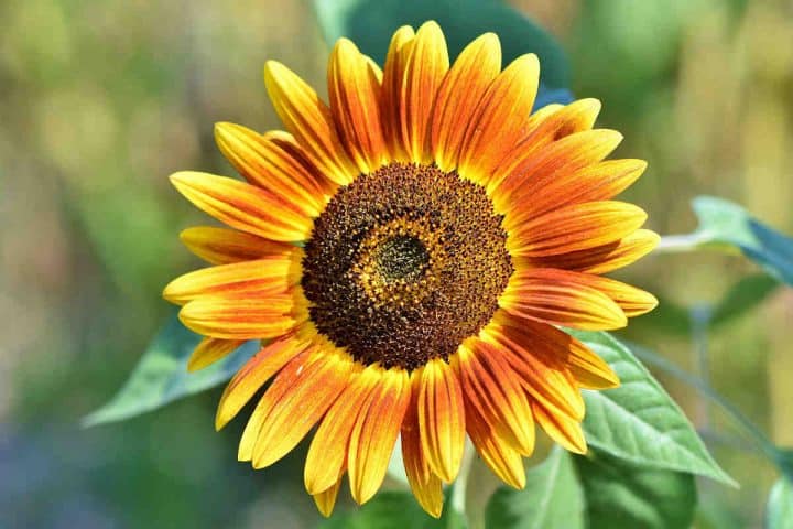 Beneath the Sunflower: Meaning and Symbolism - SimplyBeyondHerbs