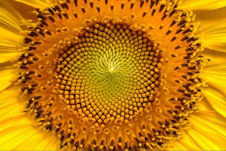 Beneath the Sunflower: Meaning and Symbolism - SimplyBeyondHerbs