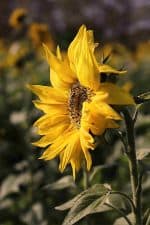 Beneath the Sunflower: Meaning and Symbolism - SimplyBeyondHerbs