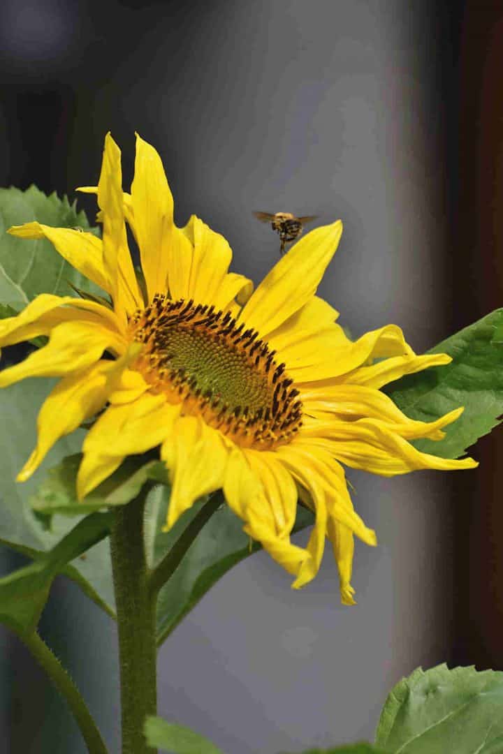 Beneath the Sunflower: Meaning and Symbolism - SimplyBeyondHerbs