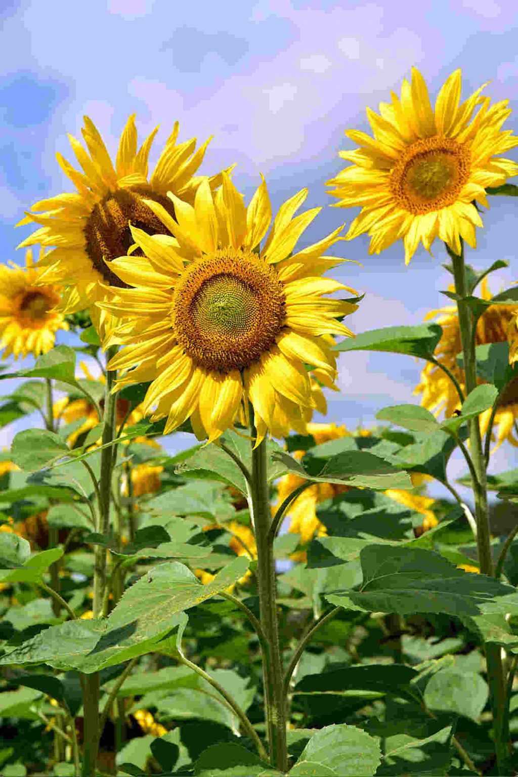 Beneath the Sunflower: Meaning and Symbolism - SimplyBeyondHerbs