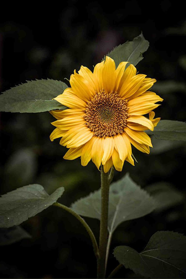 Beneath the Sunflower: Meaning and Symbolism - SimplyBeyondHerbs