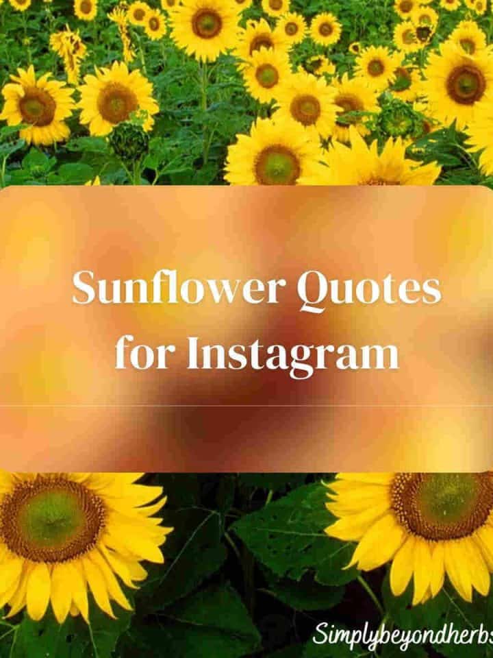 200 Beautiful Cherry Blossom Quotes: Sakura quotes - SimplyBeyondHerbs