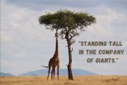 Over 400 Perfect Tree Captions for Instagram - SimplyBeyondHerbs