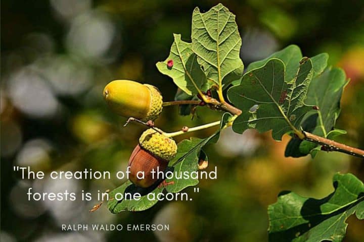 Over 400 Perfect Tree Captions for Instagram - SimplyBeyondHerbs