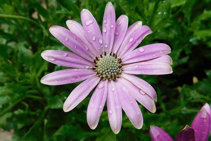 Daisy Flower Meaning and Symbolism: Ultimate Guide - SimplyBeyondHerbs