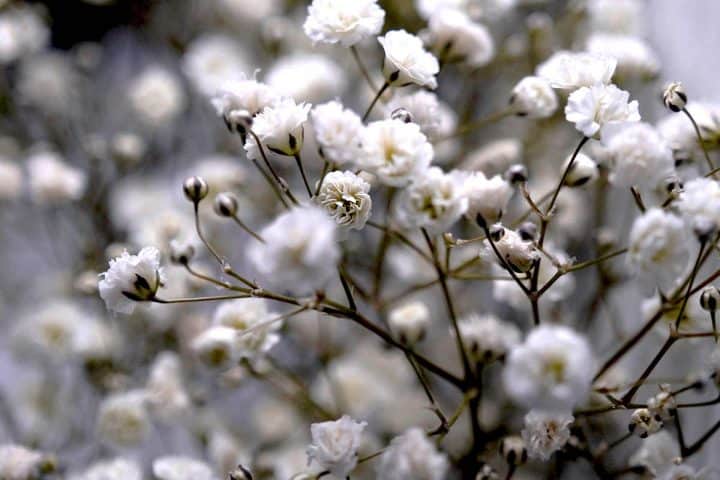 Babys Breath Flower Meaning and Symbolism. - SimplyBeyondHerbs