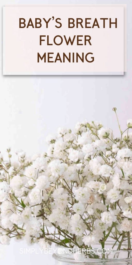 Babys Breath Flower Meaning and Symbolism. - SimplyBeyondHerbs