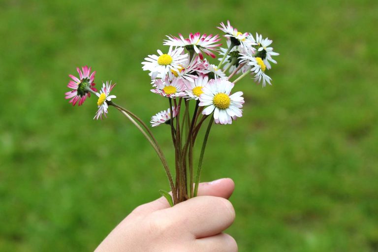 Daisy Flower Meaning and Symbolism: Ultimate Guide - SimplyBeyondHerbs