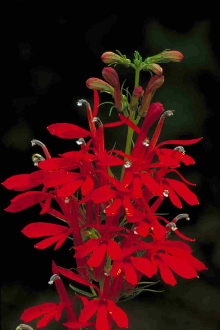 60 Beautiful Flowers That Start With C: Ultimate Collection ...