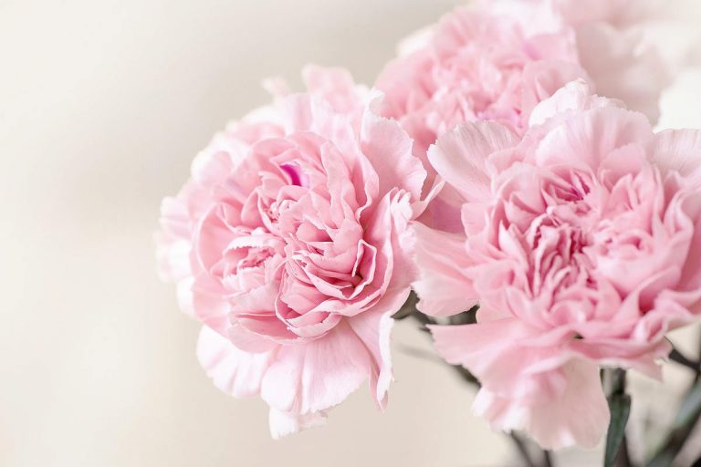 60 Beautiful Flowers That Start With C: Ultimate Collection ...