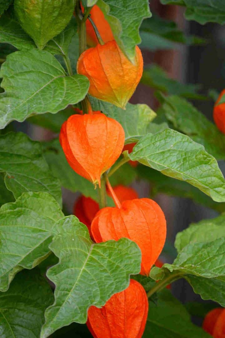 60 Beautiful Flowers That Start With C: Ultimate Collection ...