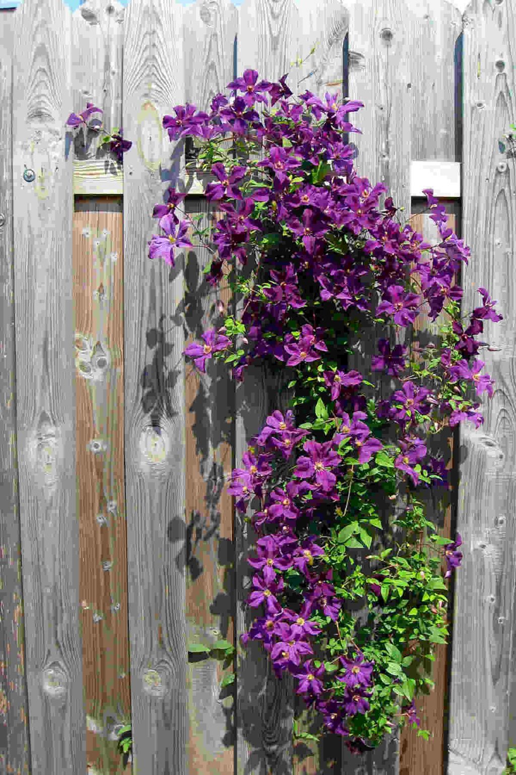 60 Beautiful Flowers That Start With C: Ultimate Collection ...