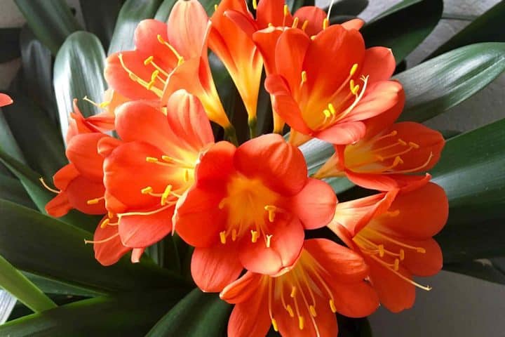 60 Beautiful Flowers That Start With C: Ultimate Collection ...