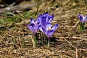 60 Beautiful Flowers That Start With C: Ultimate Collection ...