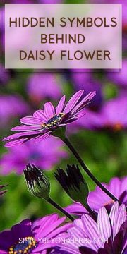 Daisy Flower Meaning and Symbolism: Ultimate Guide - SimplyBeyondHerbs