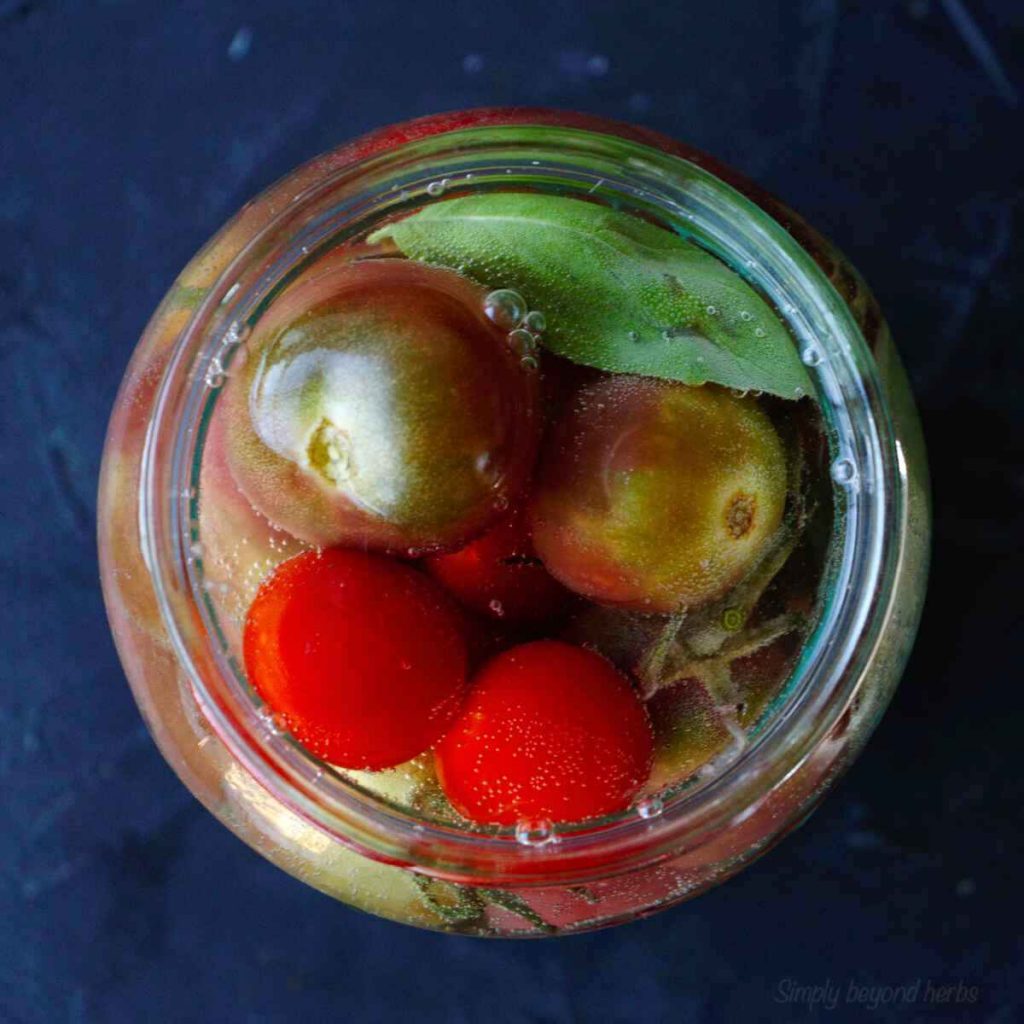 Probiotic-rich fermented Tomatoes with Basil. - SimplyBeyondHerbs