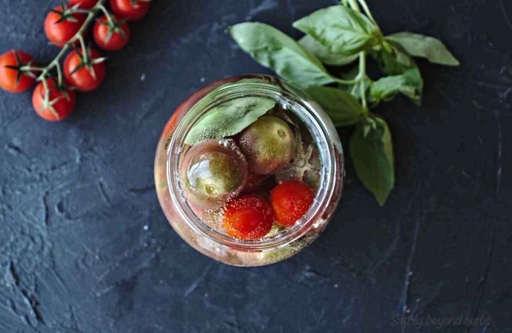 Probiotic-rich fermented Tomatoes with Basil. - SimplyBeyondHerbs