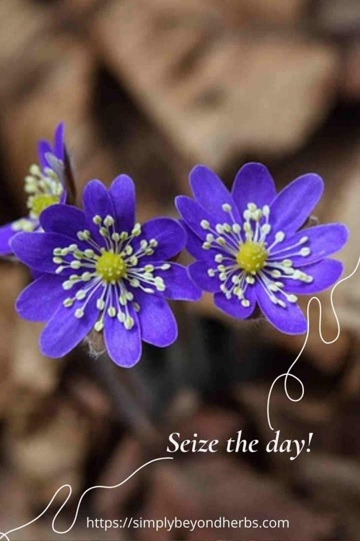 300+ Good Morning Flower Quotes with stunning images - SimplyBeyondHerbs