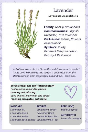 Rosemary and Lavender: 10 Key Differences. - SimplyBeyondHerbs