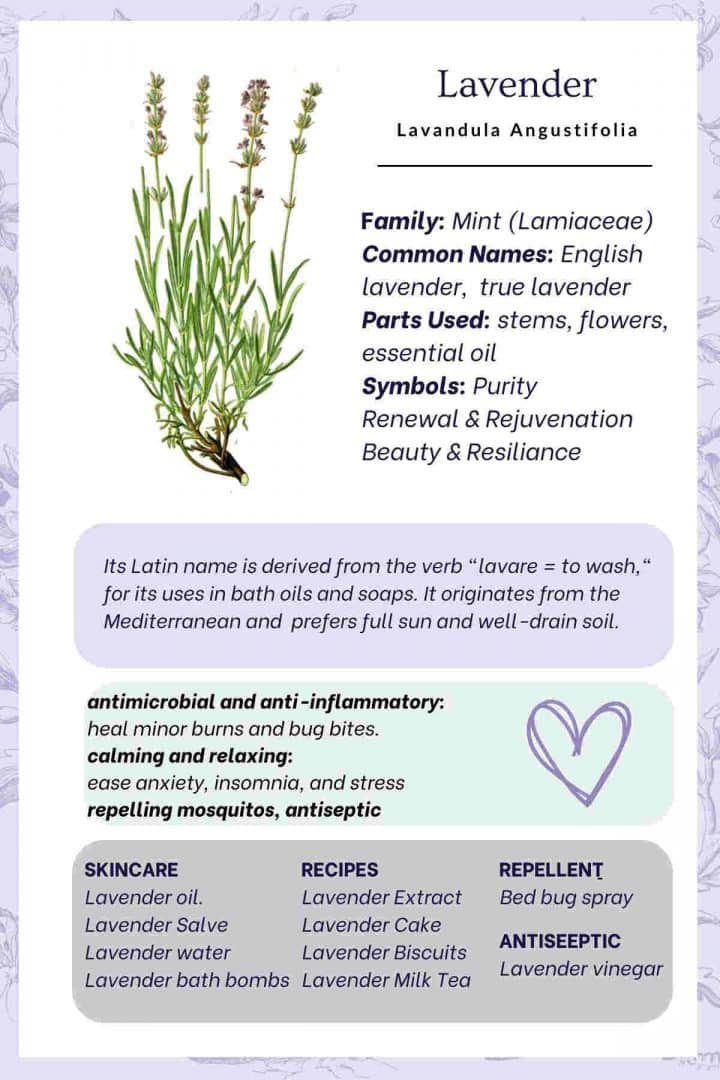 250 Best Lavender Quotes and Captions to Inspire you - SimplyBeyondHerbs