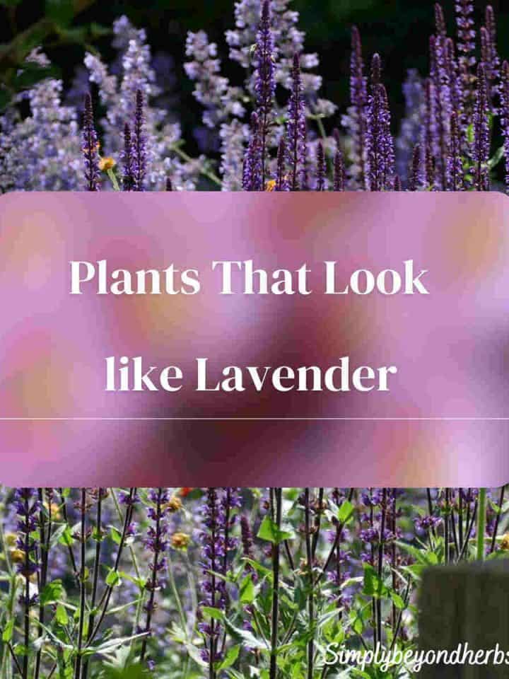 250 Best Lavender Quotes and Captions to Inspire you - SimplyBeyondHerbs