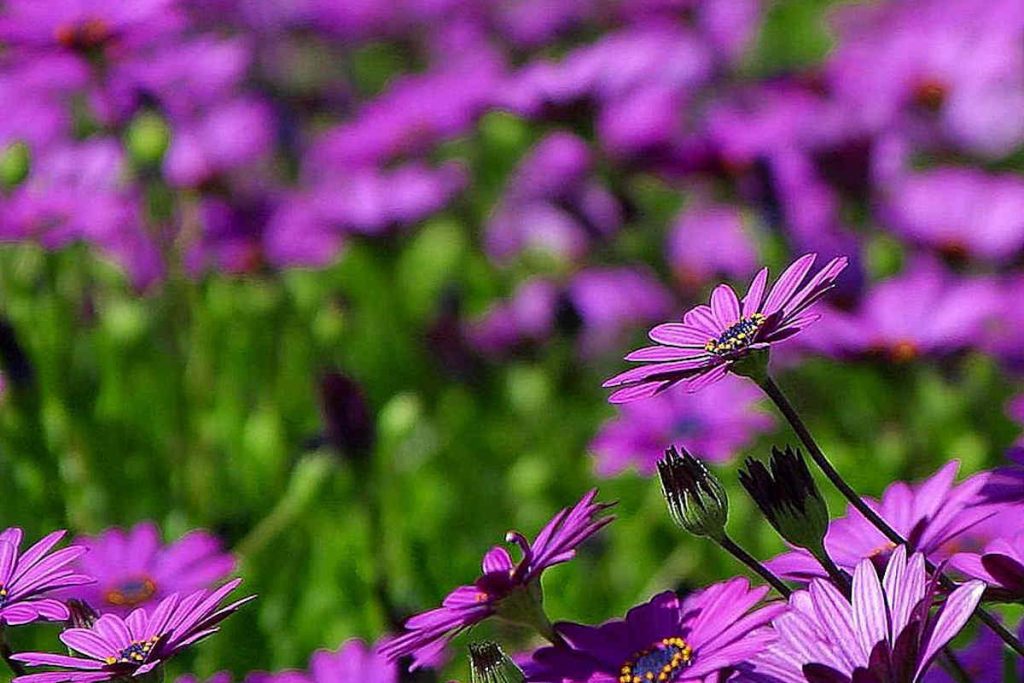 Daisy Flower Meaning and Symbolism: Ultimate Guide - SimplyBeyondHerbs