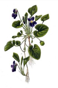 Violet Flower meaning and symbolism: Ultimate Guide - SimplyBeyondHerbs