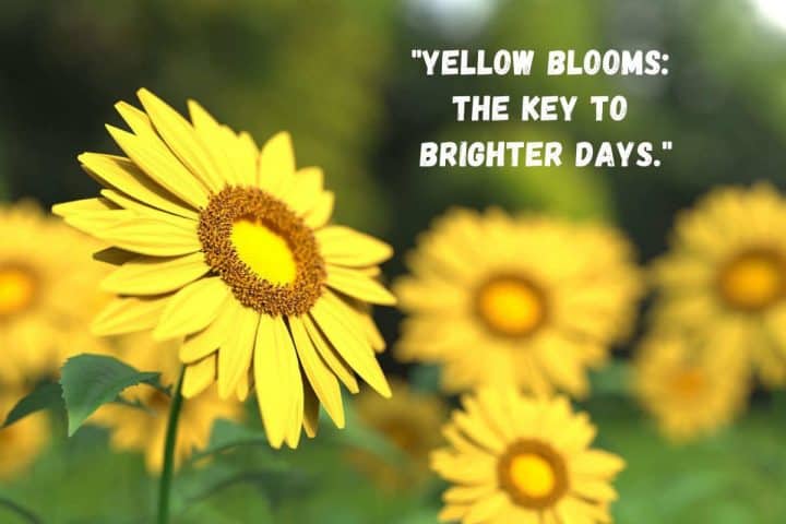 370 Yellow Flower Quotes and Captions - SimplyBeyondHerbs