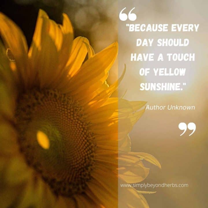 370 Yellow Flower Quotes and Captions - SimplyBeyondHerbs