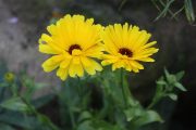 Daisy Flower Meaning and Symbolism: Ultimate Guide - SimplyBeyondHerbs