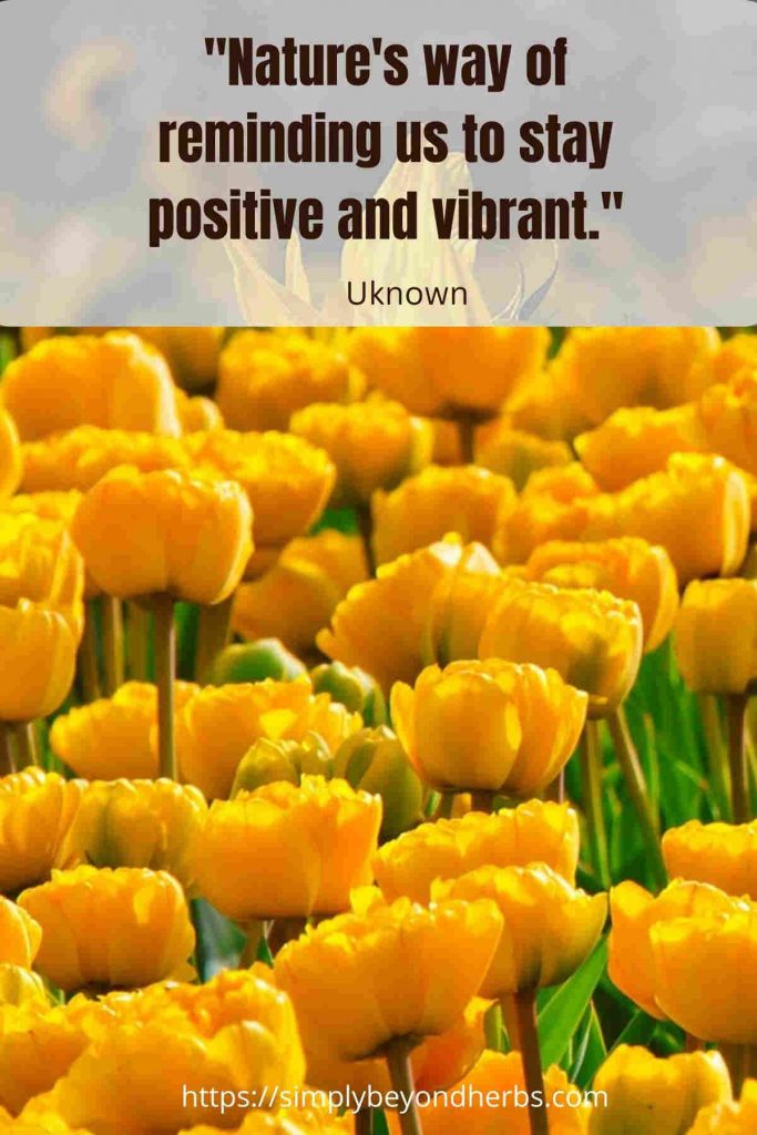 370 Yellow Flower Quotes and Captions - SimplyBeyondHerbs