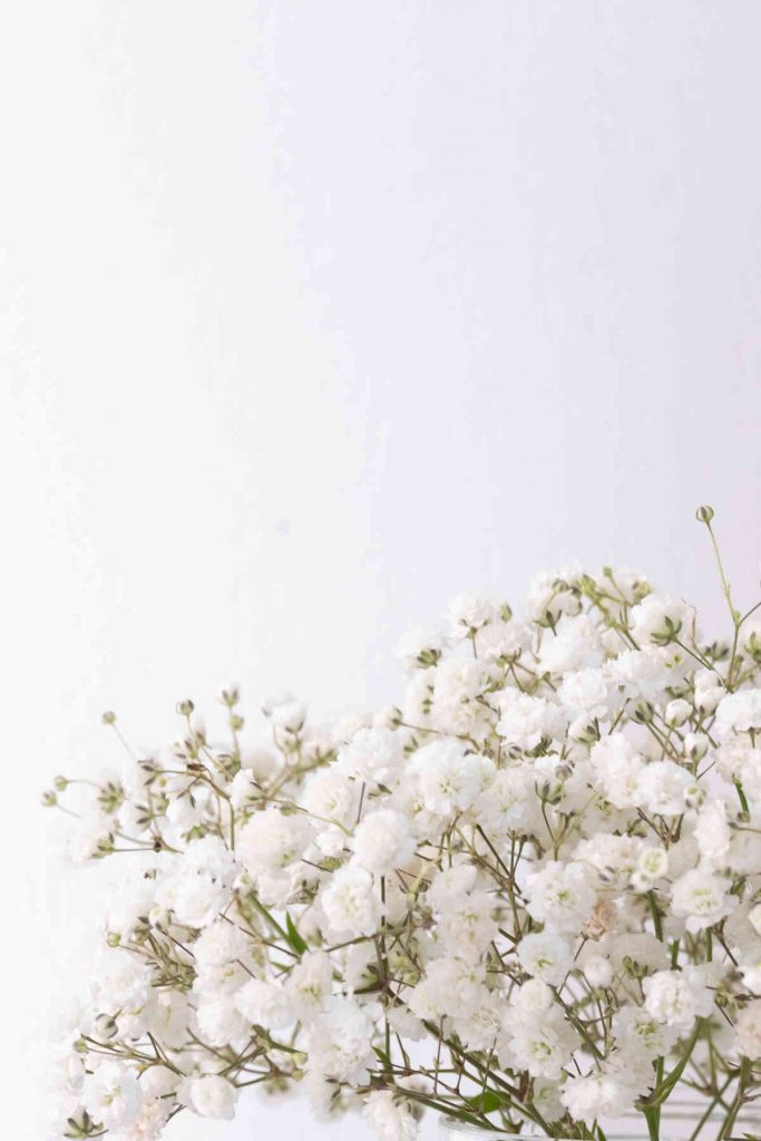 Babys Breath Flower Meaning and Symbolism. - SimplyBeyondHerbs