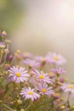 Daisy Flower Meaning and Symbolism: Ultimate Guide - SimplyBeyondHerbs