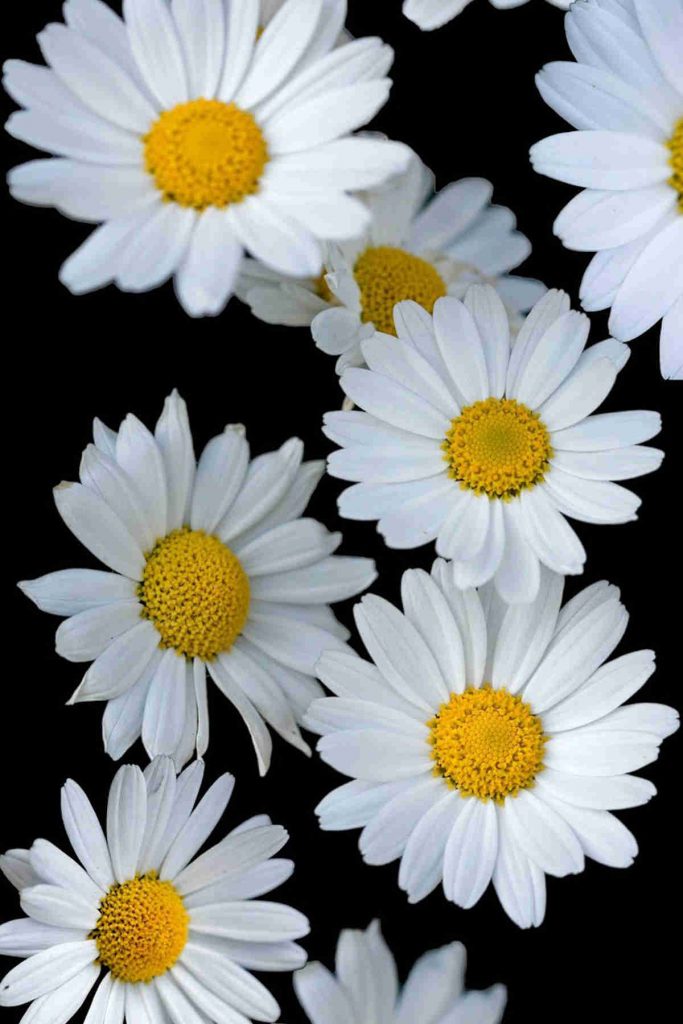 Daisy Flower Meaning and Symbolism: Ultimate Guide - SimplyBeyondHerbs