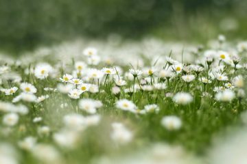 Daisy Flower Meaning and Symbolism: Ultimate Guide - SimplyBeyondHerbs