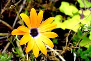 Daisy Flower Meaning and Symbolism: Ultimate Guide - SimplyBeyondHerbs
