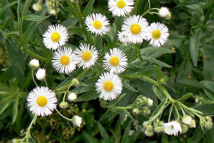 Daisy Flower Meaning and Symbolism: Ultimate Guide - SimplyBeyondHerbs