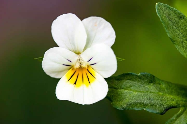 Violet Flower meaning and symbolism: Ultimate Guide - SimplyBeyondHerbs